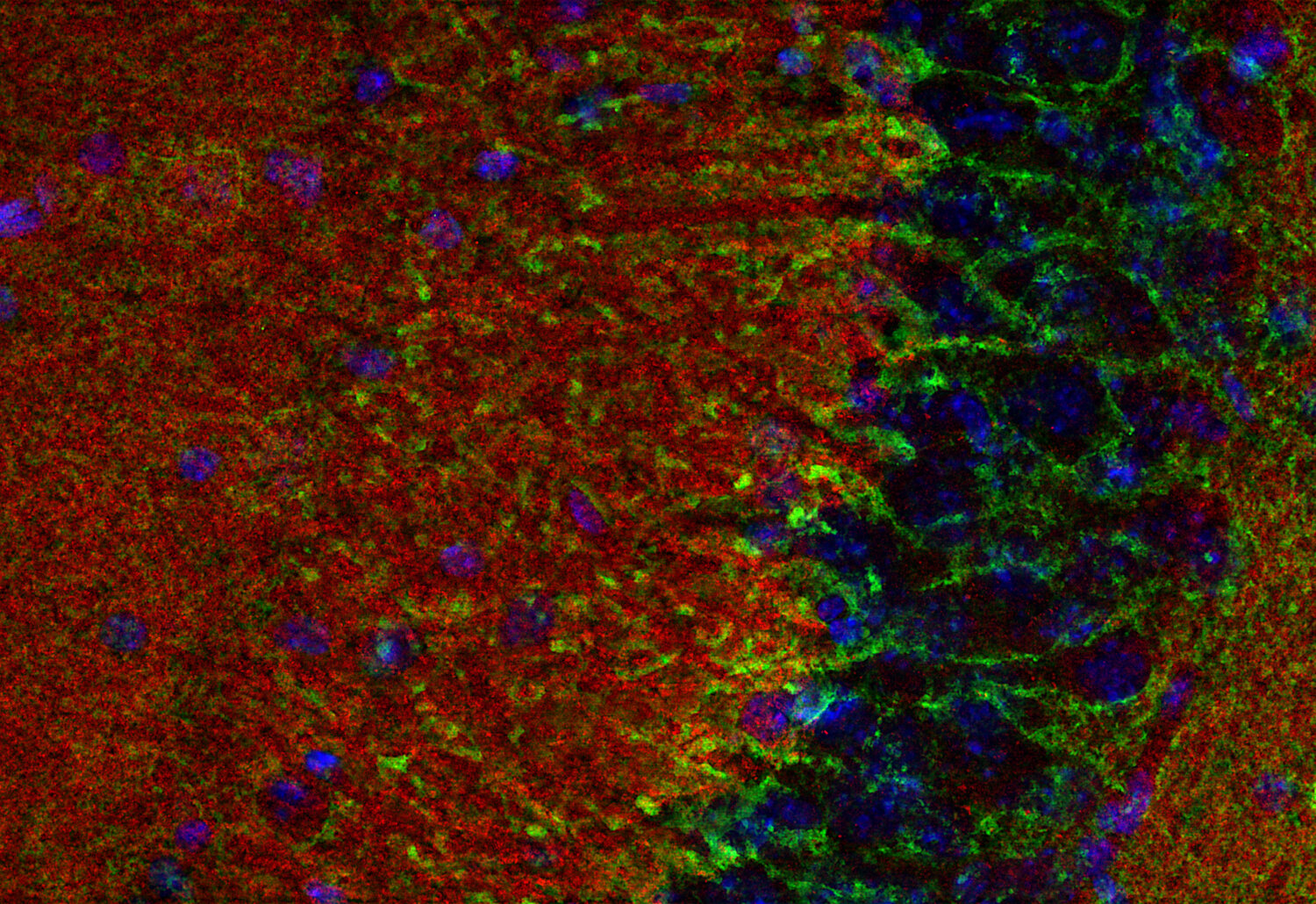 Synaptic Systems - Synapsin1